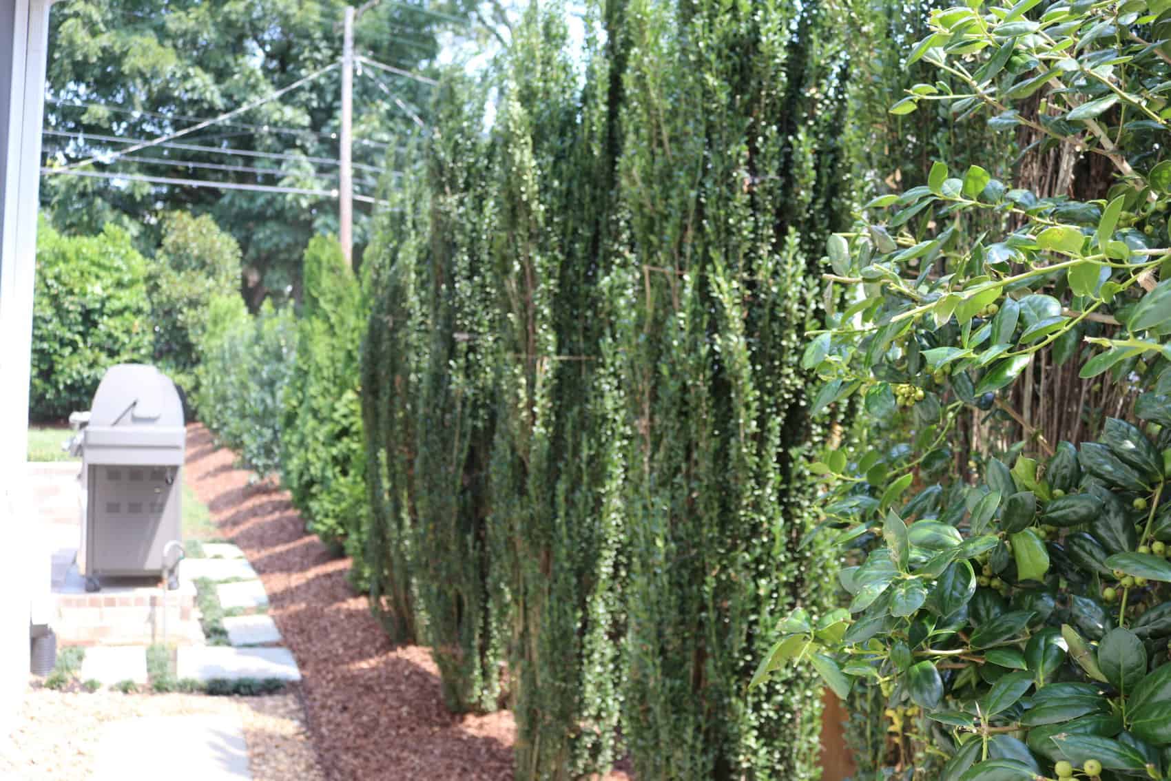 Privacy Landscaping Spring Hill - Quigley's Landscaping